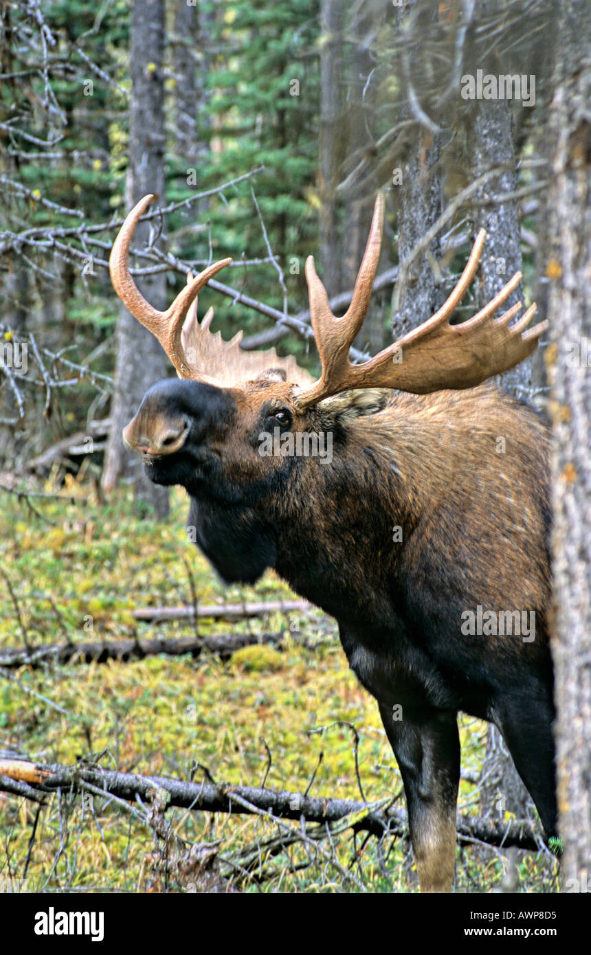 Bull Moose 6 Stock Photo - Alamy