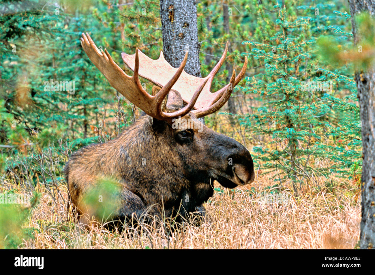 Moose Laying Down High Resolution Stock Photography and Images - Alamy