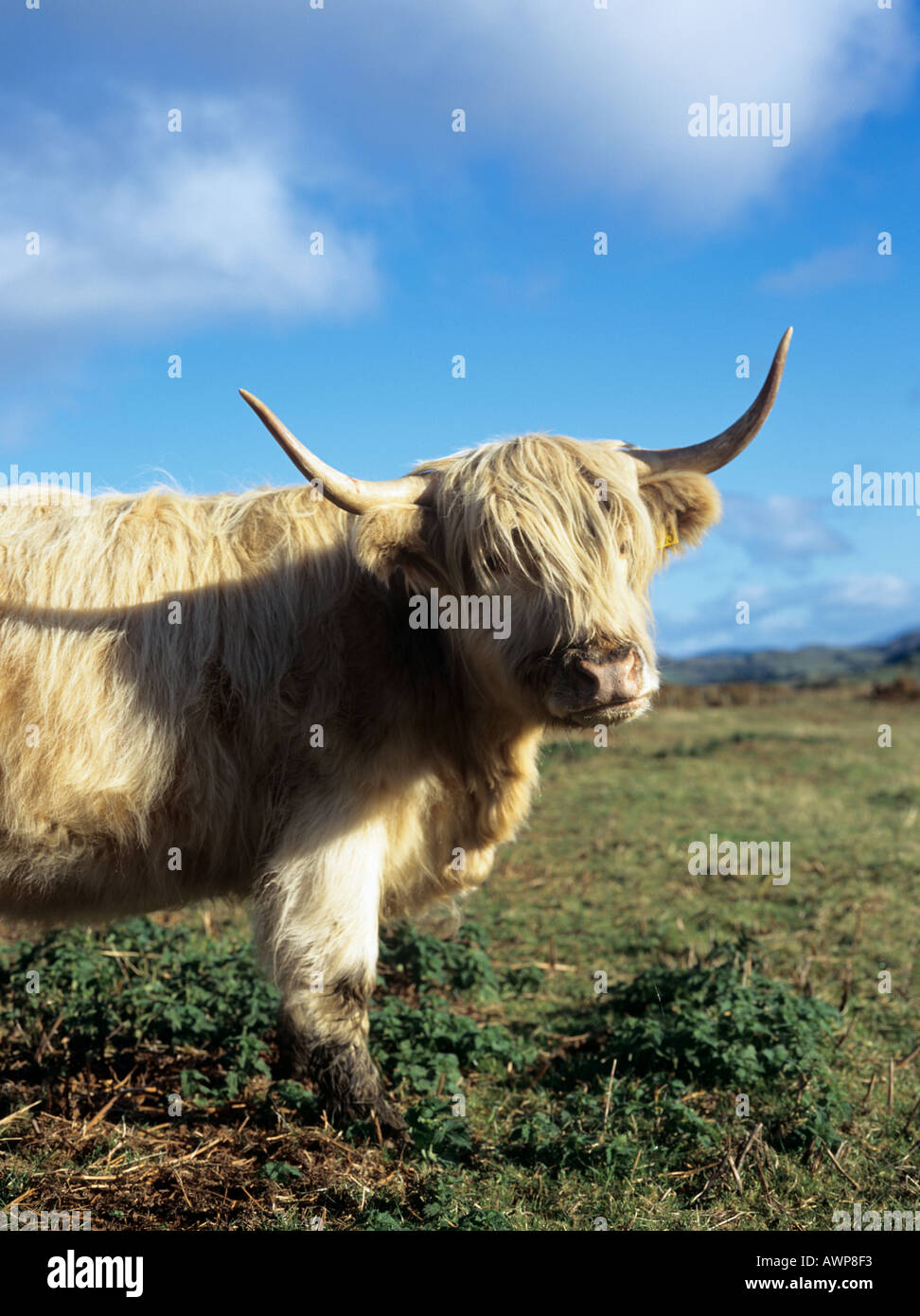Shaggy coated highland cattle hi-res stock photography and images - Alamy