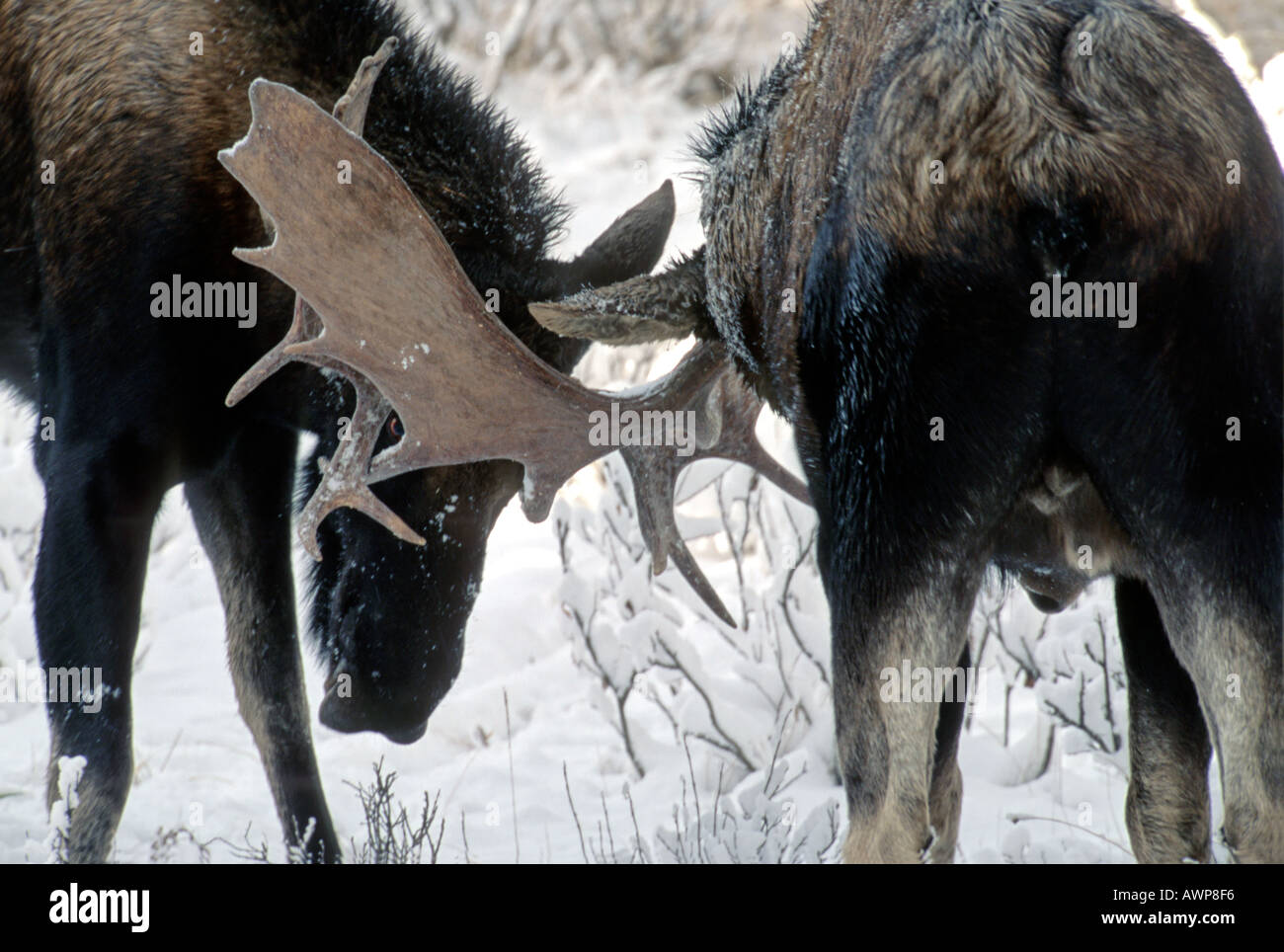 Bull Moose fighting 27 Stock Photo - Alamy