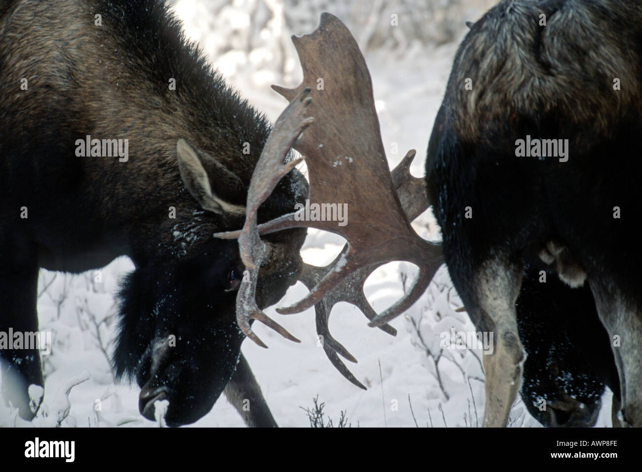 Moose fight hi-res stock photography and images - Alamy