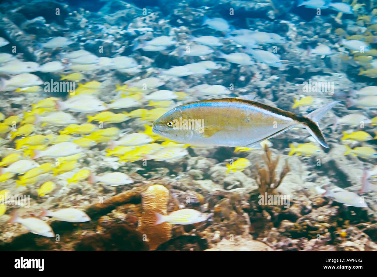 adult bar jack, Caranx ruber, hunting for prey at dusk, Sugar Wreck ...