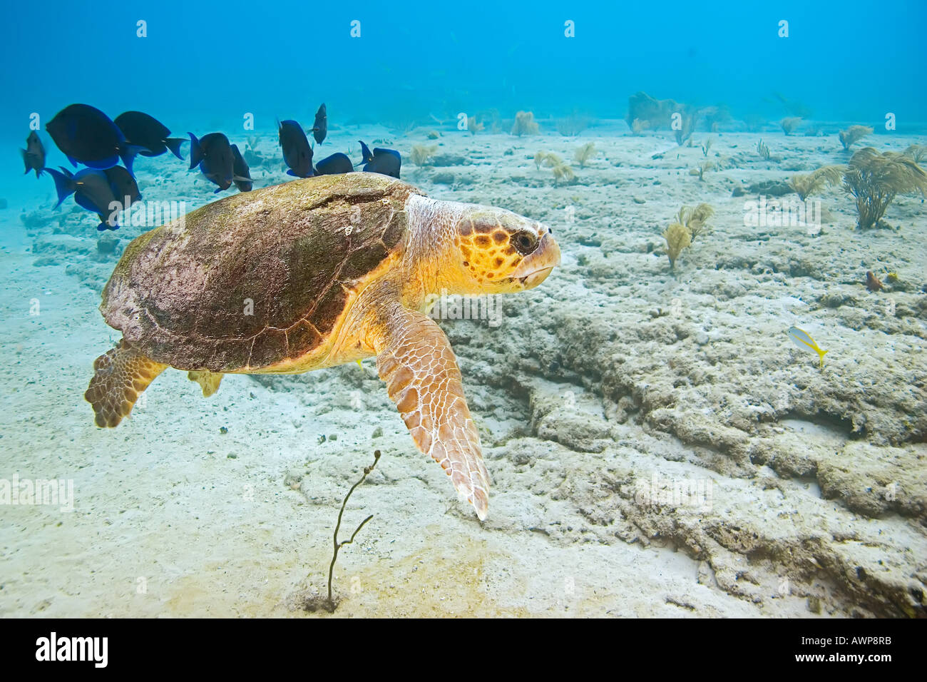loggerhead sea turtle, Caretta caretta, being cleaned by blue tangs ...