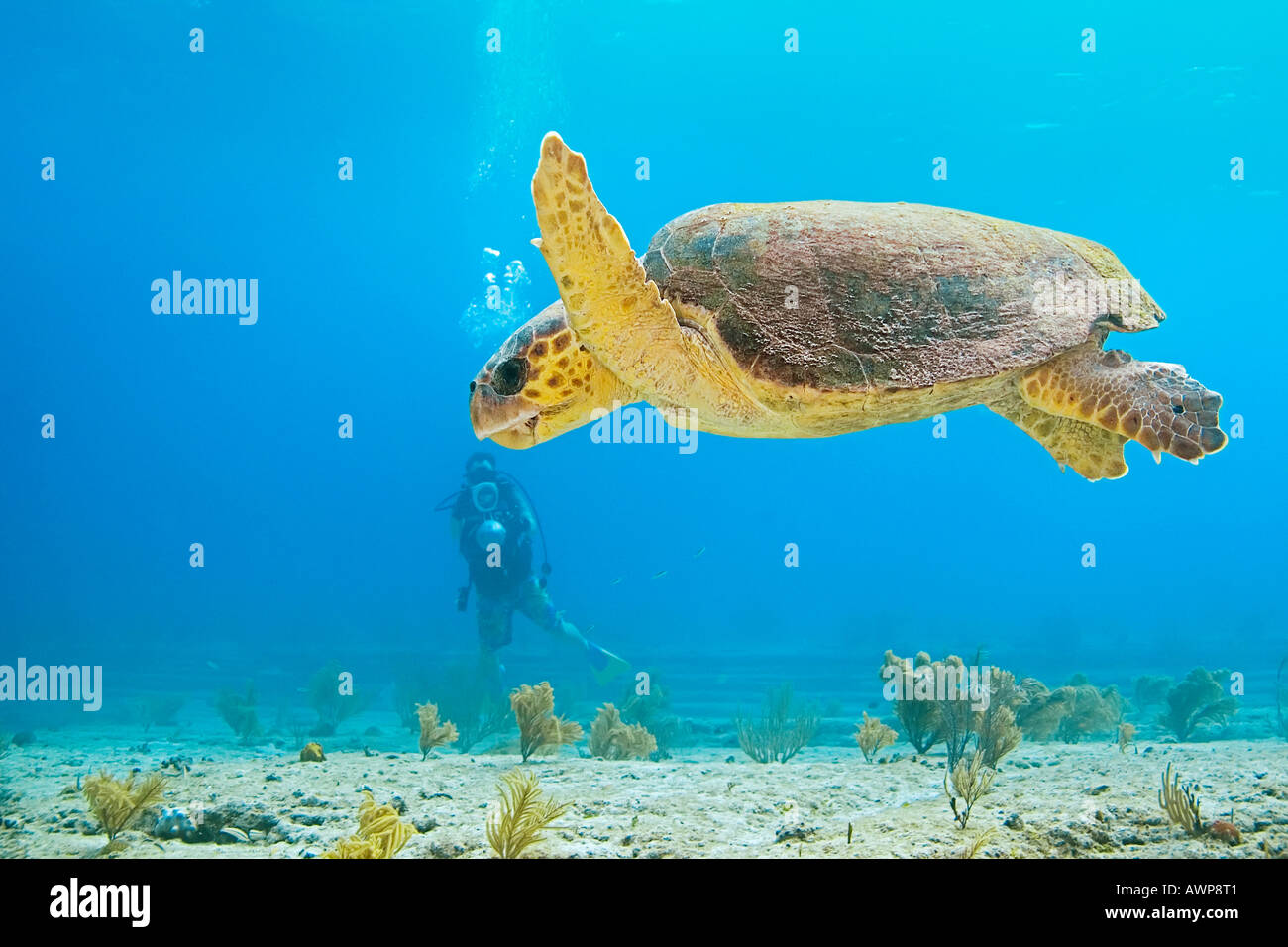 loggerhead sea turtle, Caretta caretta, endangered species, and scuba ...