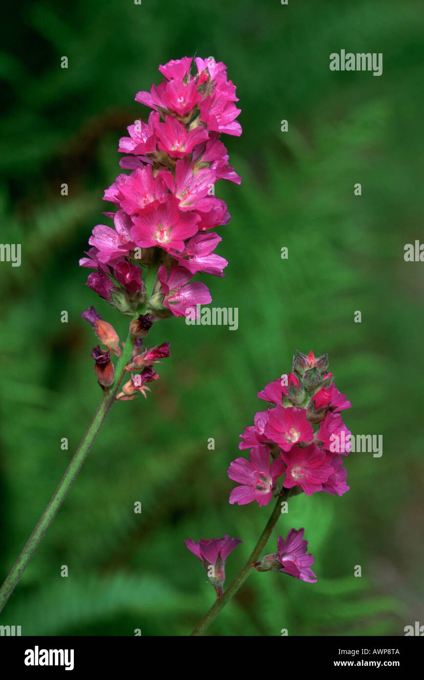 Rare Edgewood Checkerbloom sidalcea setosa Siskou Mountains Northern ...