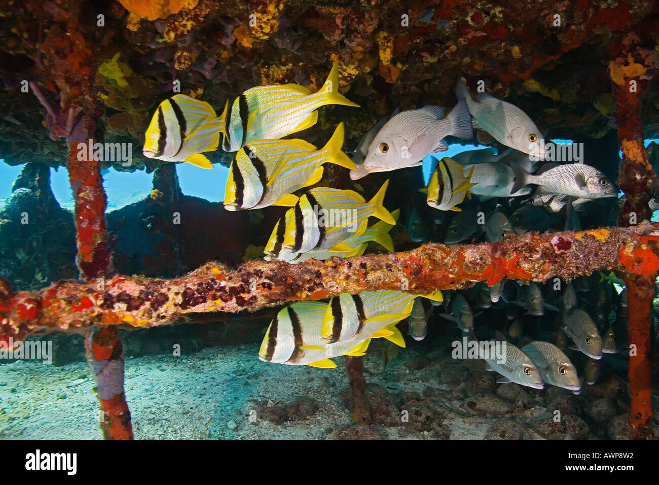 porkfish, Anisotremus virginicus, gray snapper, Lutjanus griseus, and ...