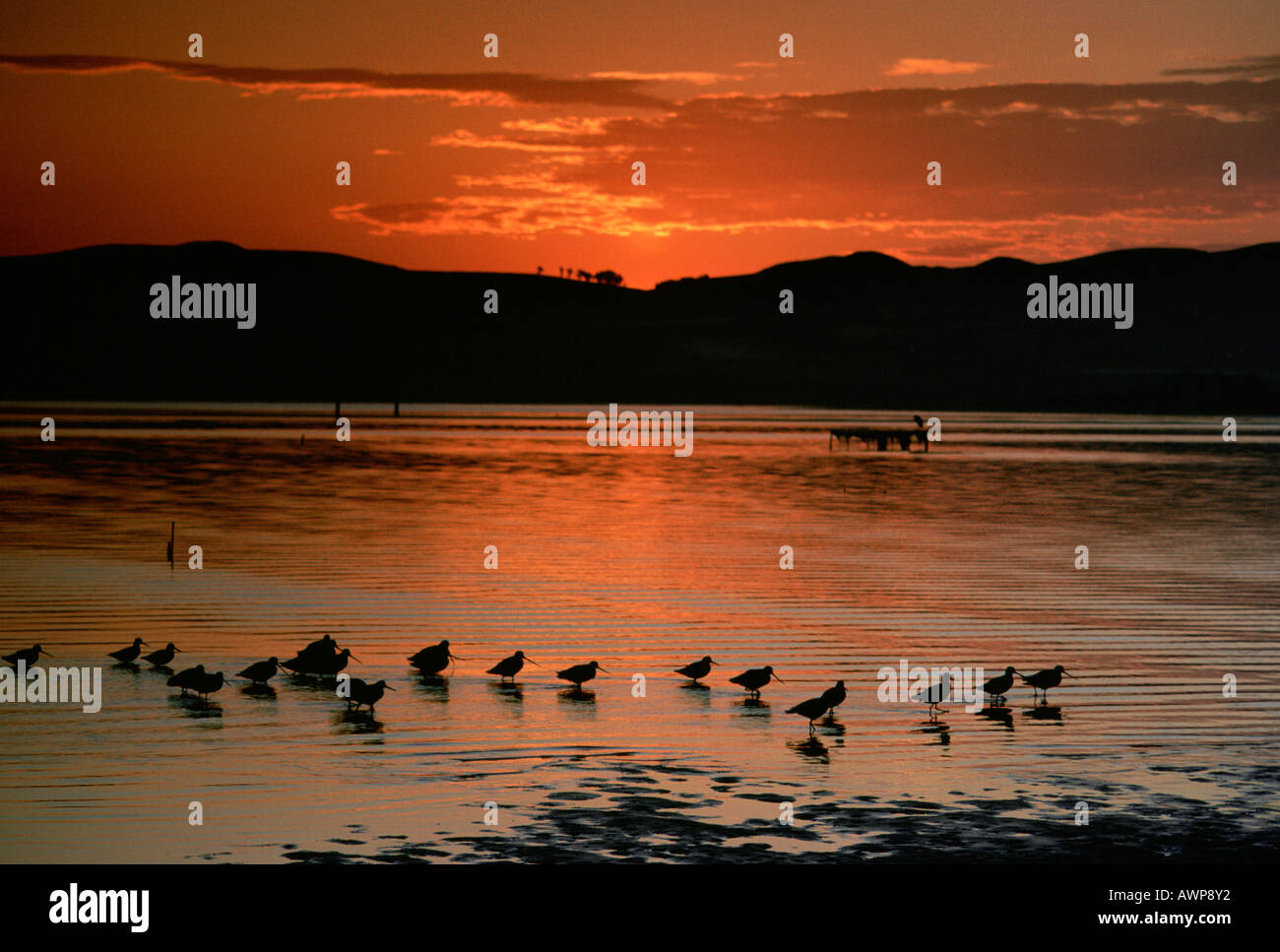 California bodega bay sunset hi-res stock photography and images - Alamy
