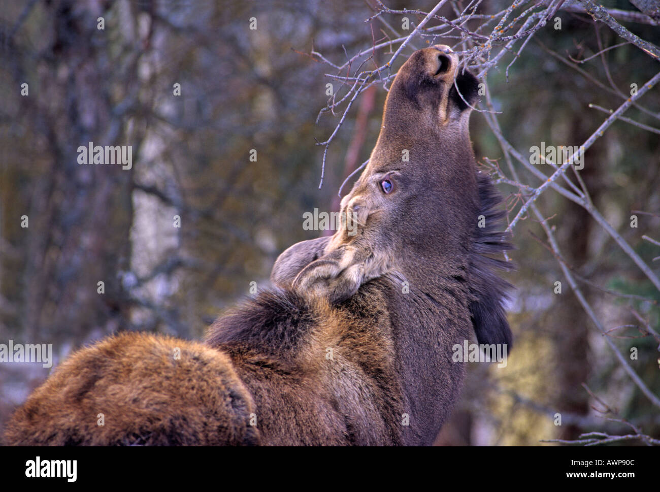 Calf moose 17 Stock Photo - Alamy