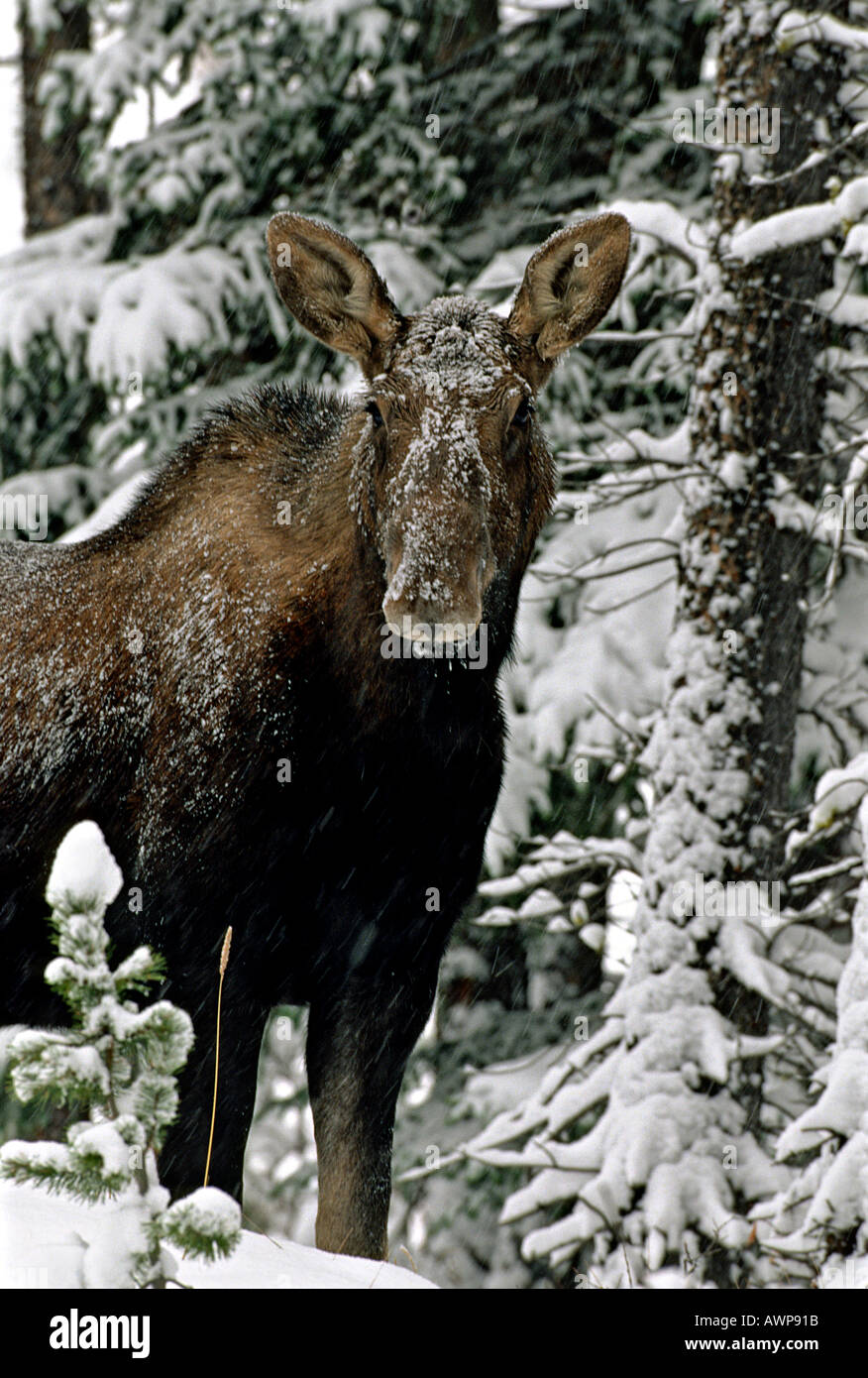 Cow moose 44 Stock Photo - Alamy