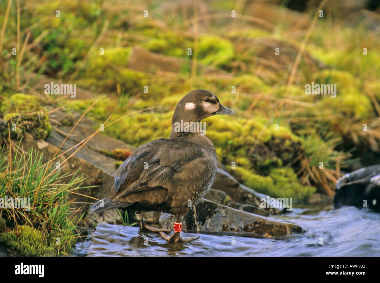 Banded Duck Stock Photos & Banded Duck Stock Images - Alamy
