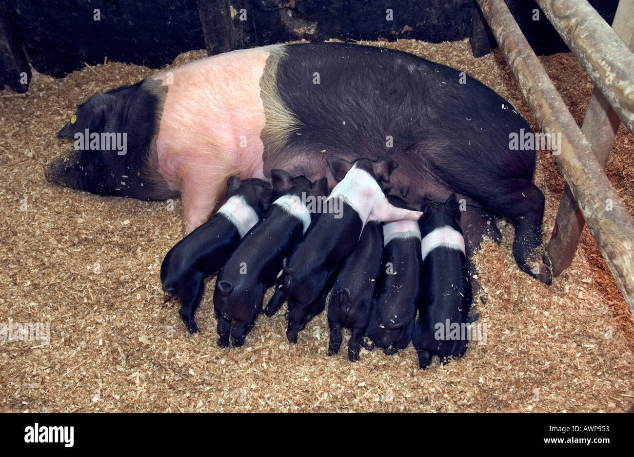 Piglets feeding from their mother Stock Photo - Alamy