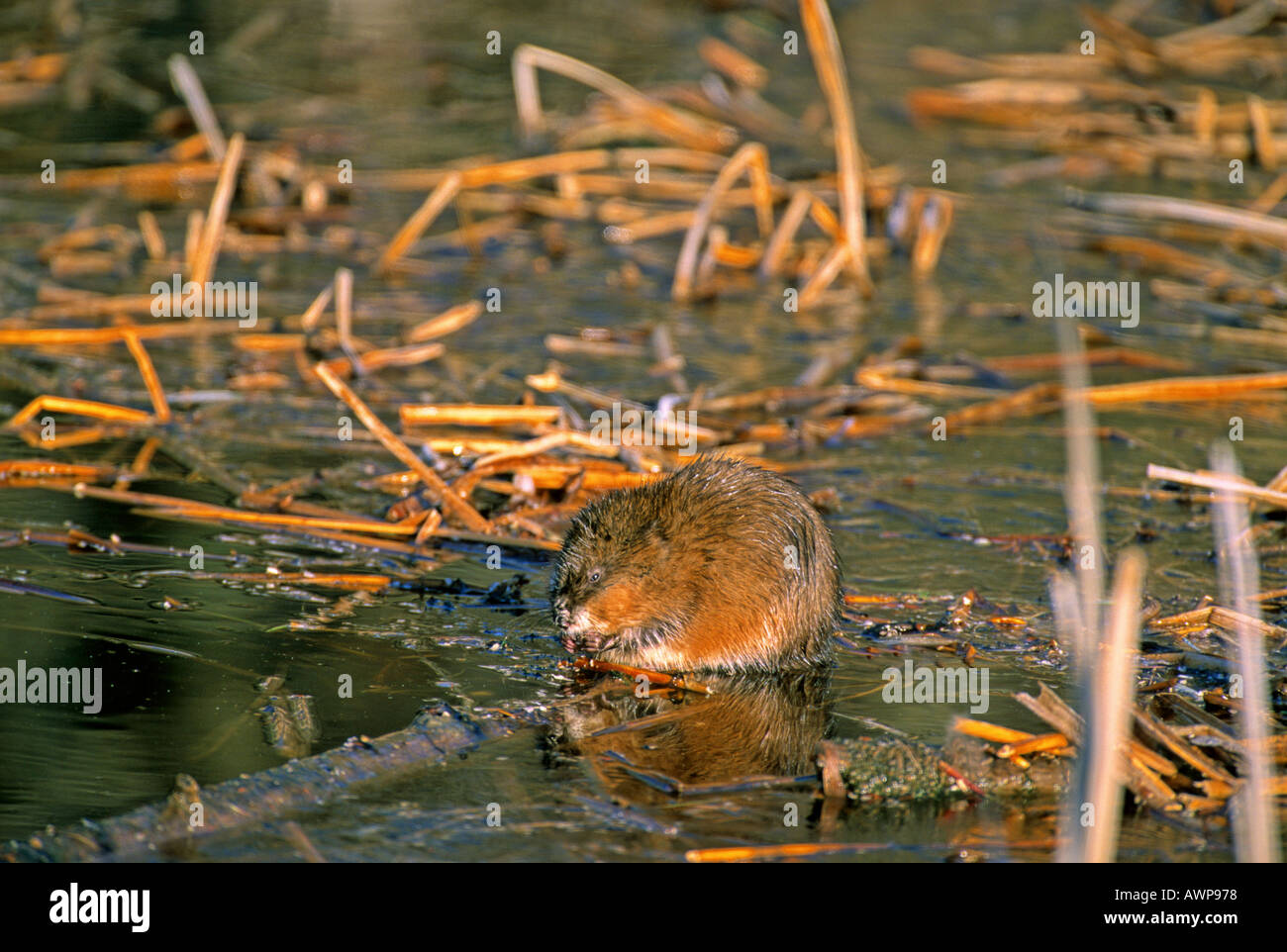 Muskrat 1 hi-res stock photography and images - Alamy