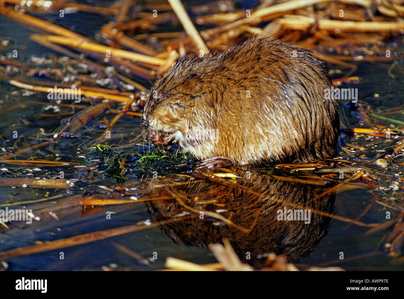 Muskrat eating aquatic vegetation hi-res stock photography and images ...
