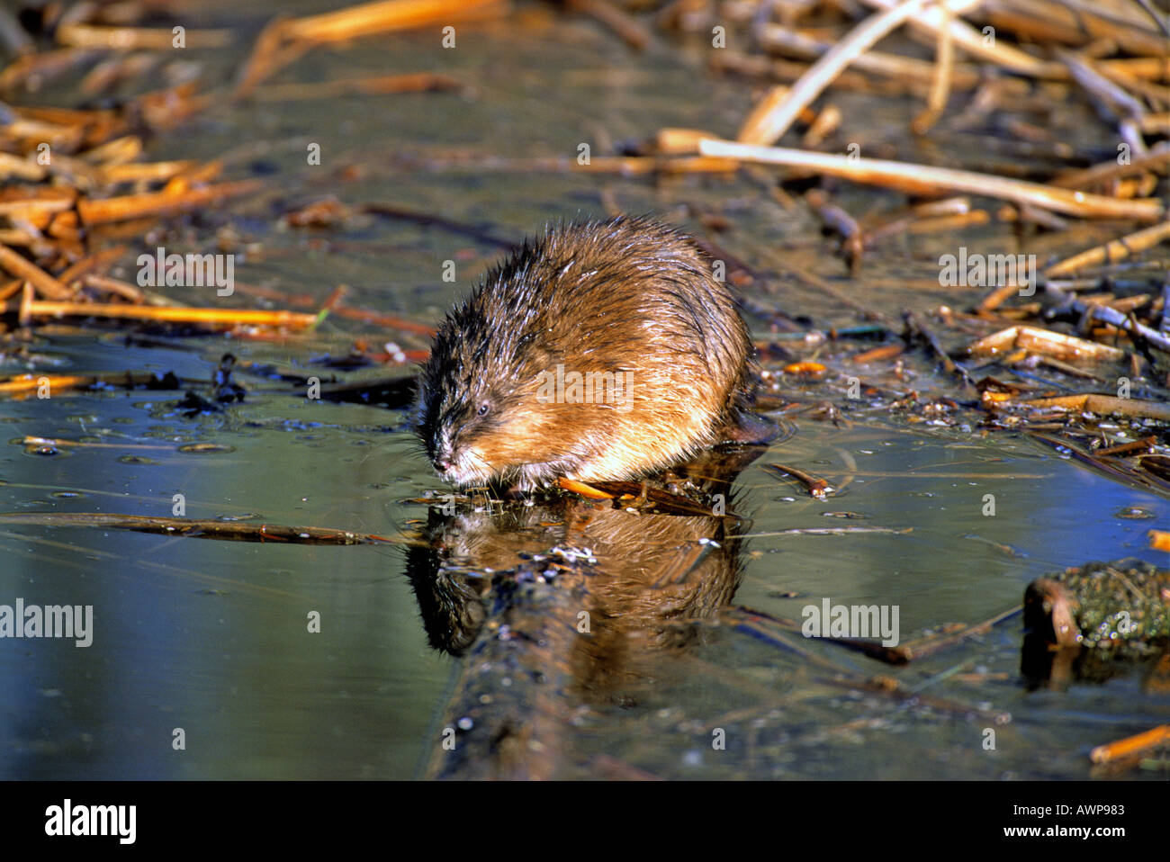 Muskrat 5 hi-res stock photography and images - Alamy