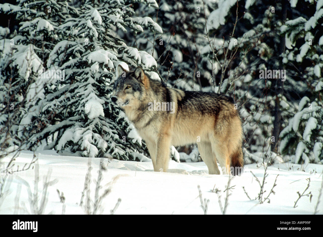 Canadian wolf hi-res stock photography and images - Alamy