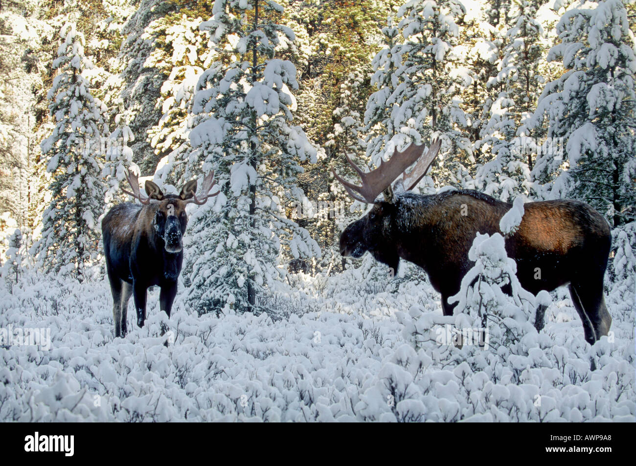 Two bull hi-res stock photography and images - Alamy