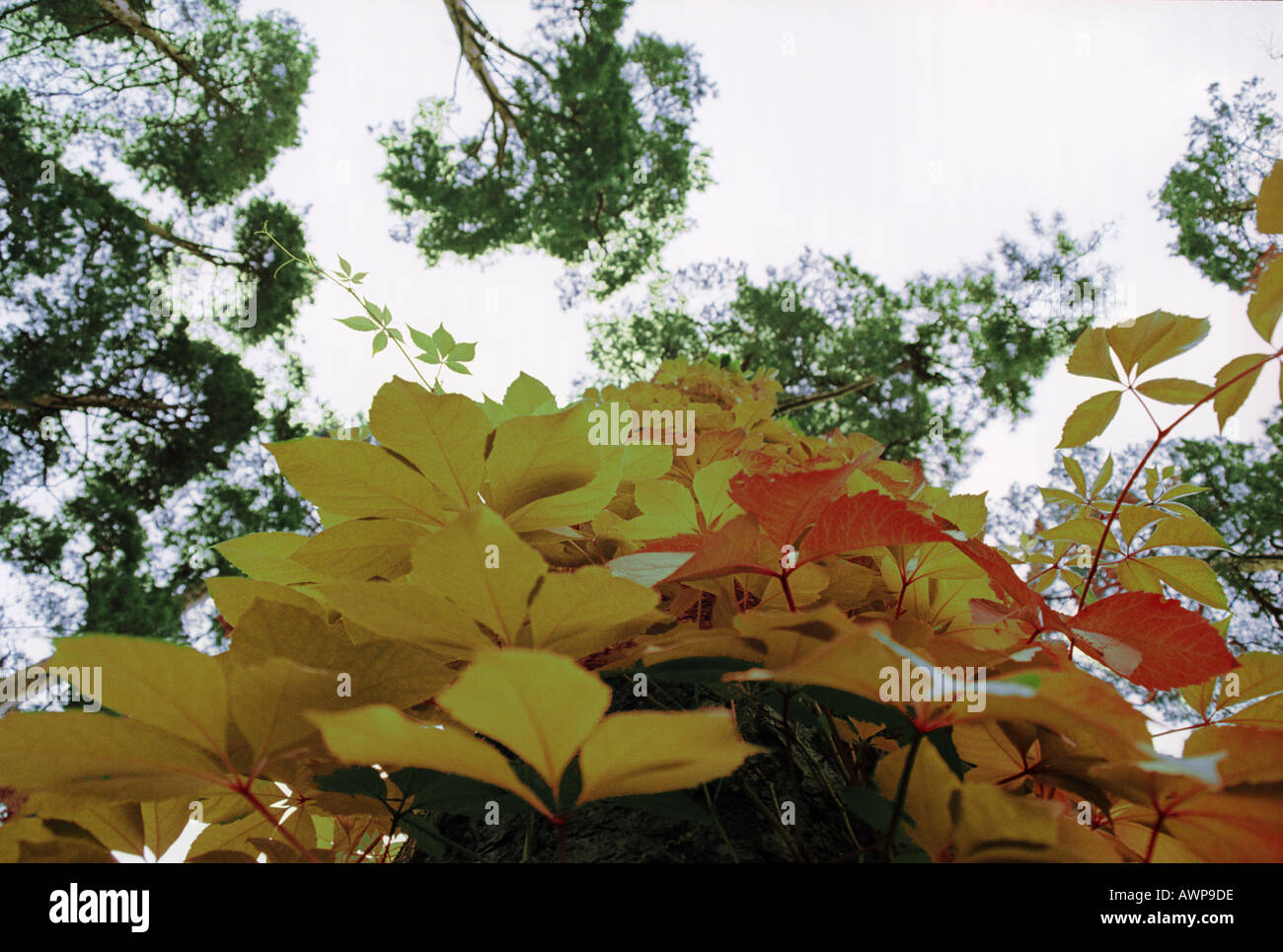 Braided trunk hi-res stock photography and images - Alamy