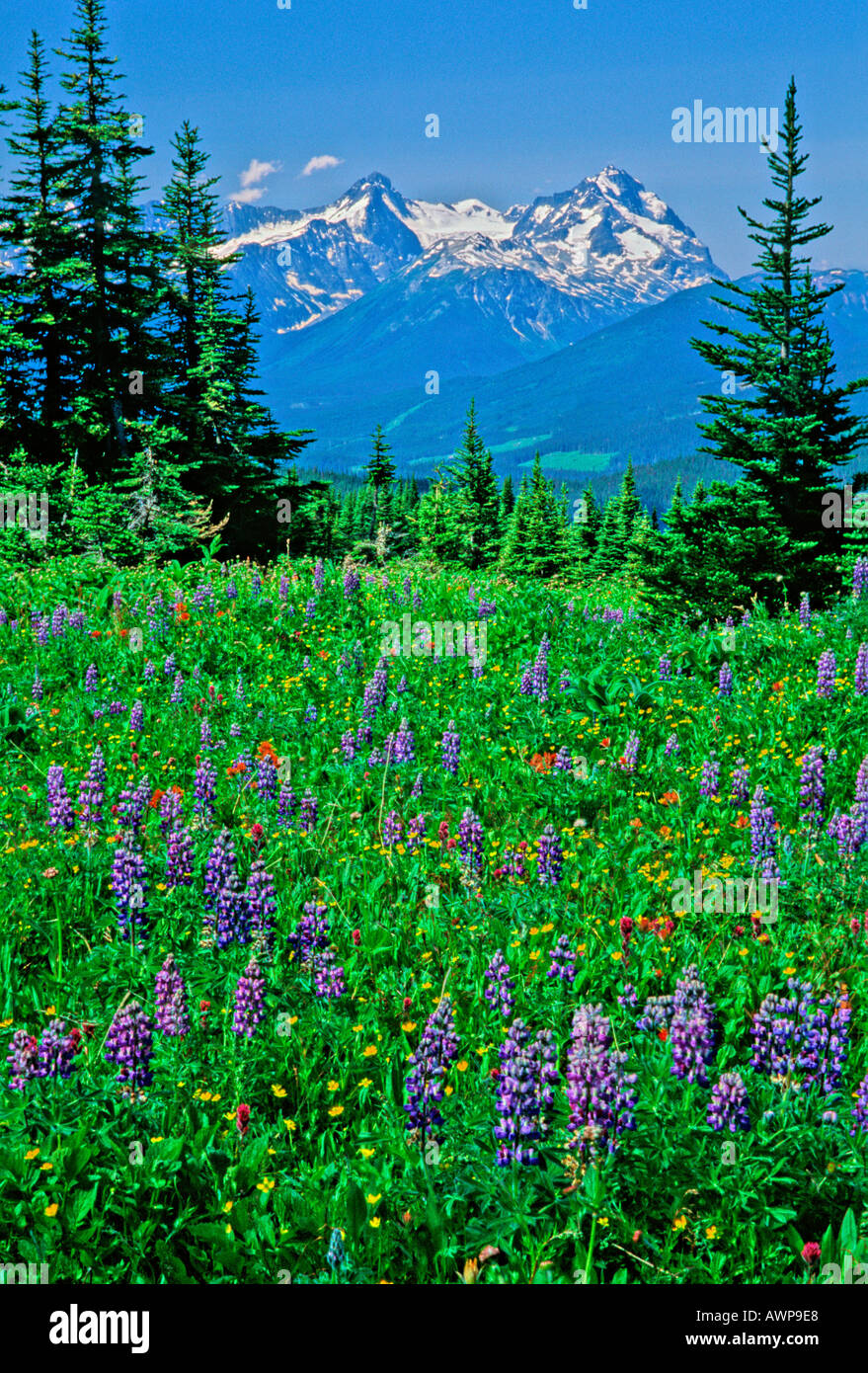 Alpine Wild Flowers 2 Stock Photo - Alamy