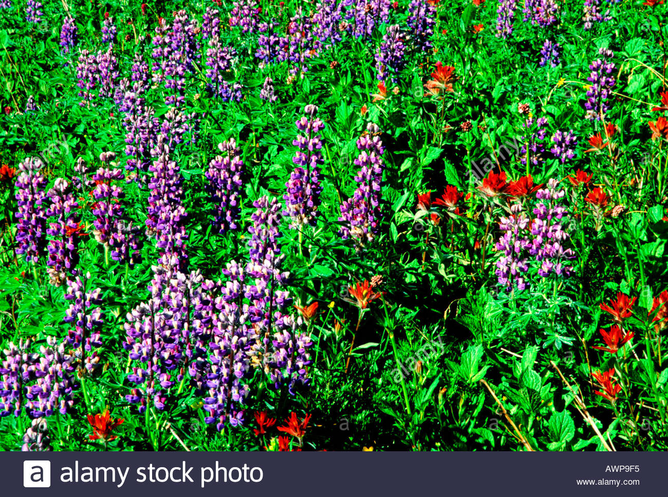 Alpine plants 1 hi-res stock photography and images - Alamy