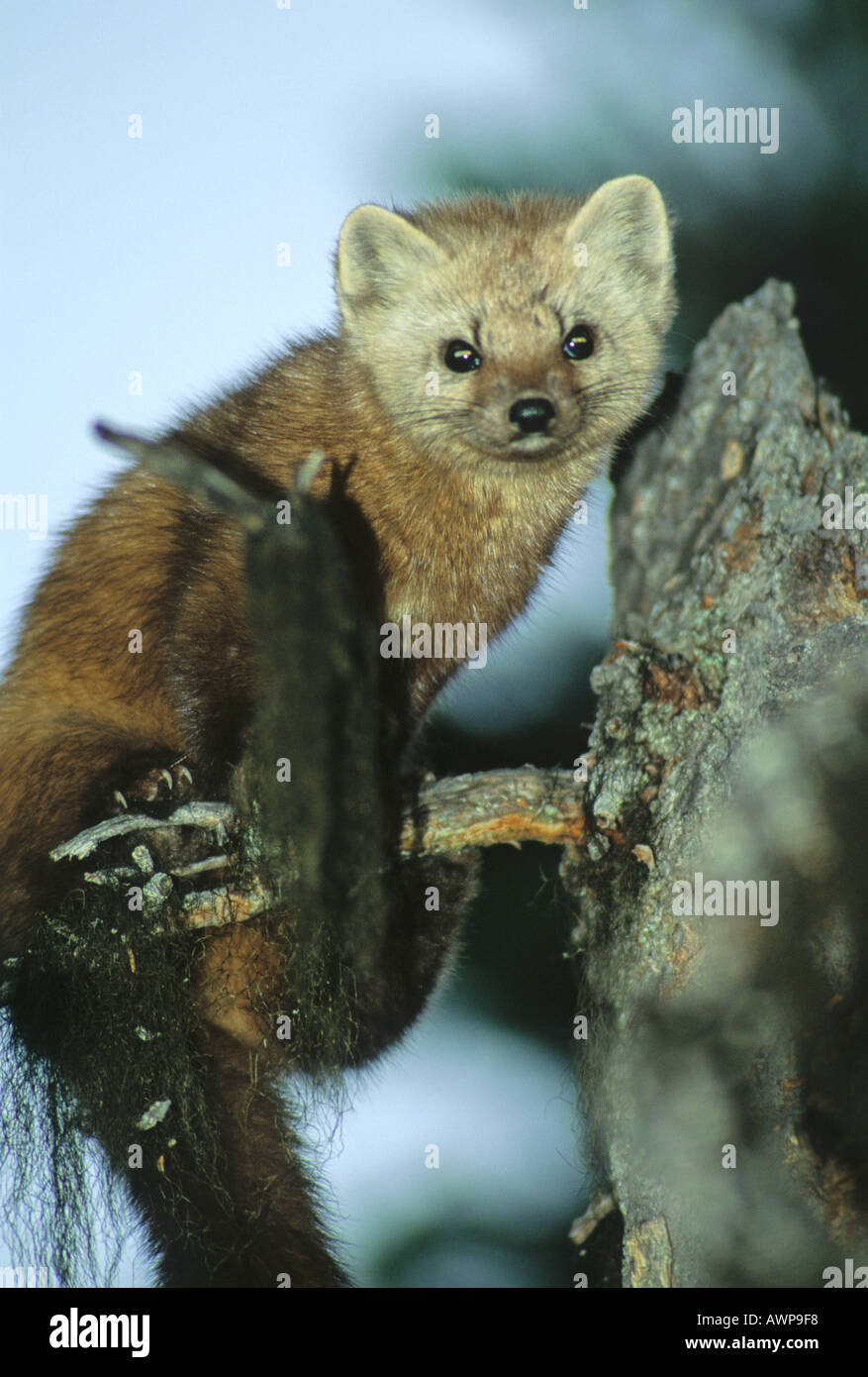 American Pine Martin on a tree branch Stock Photo - Alamy
