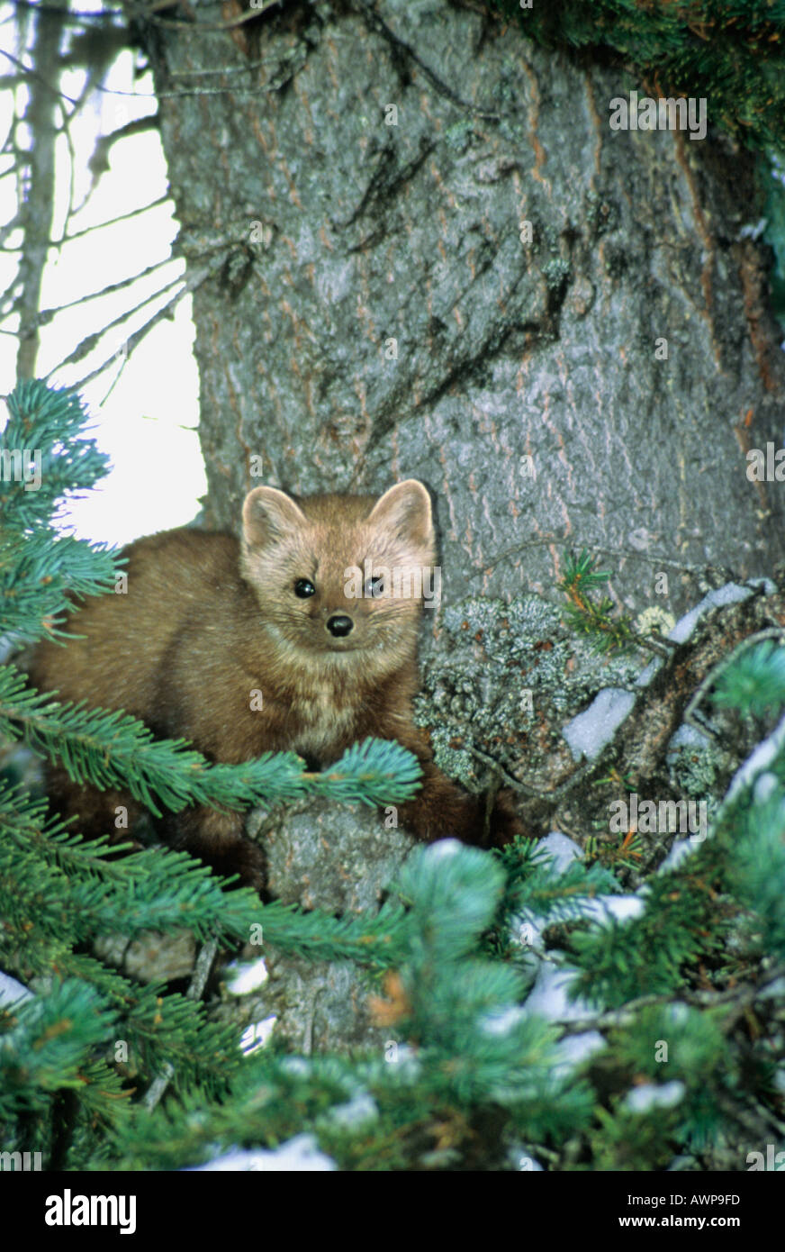 American pine martin hi-res stock photography and images - Alamy