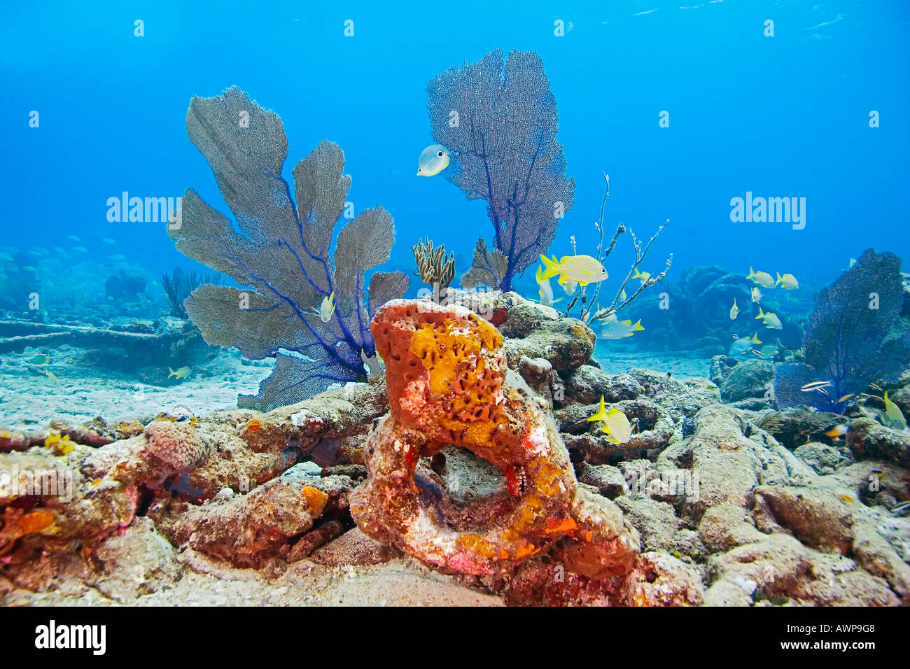 Sugar Wreck, encrusted with sponges, sea fans, Gorgonia sp., and sea ...