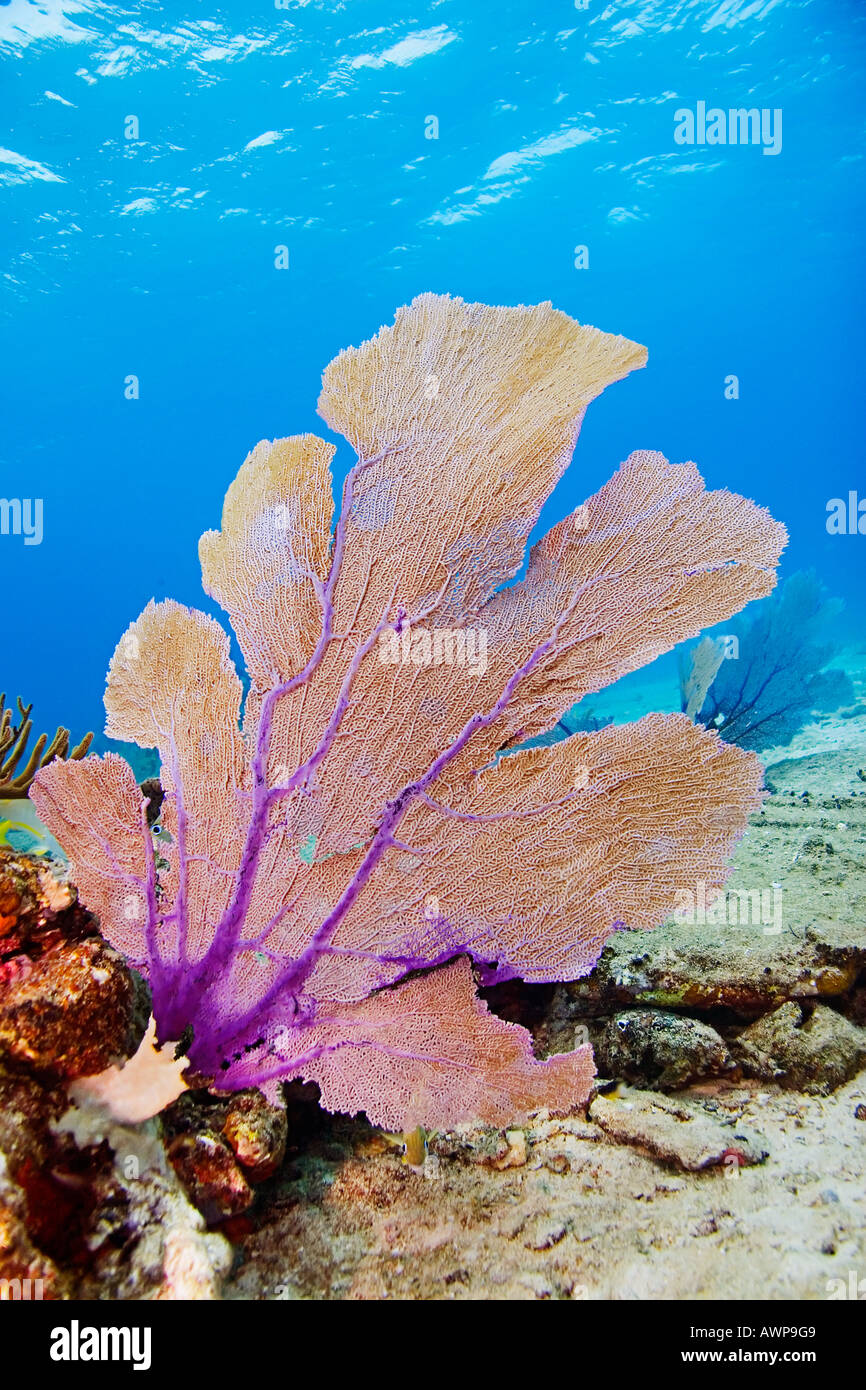 sea fan, Gorgonia sp., growing on Sugar Wreck, the remains of an old ...