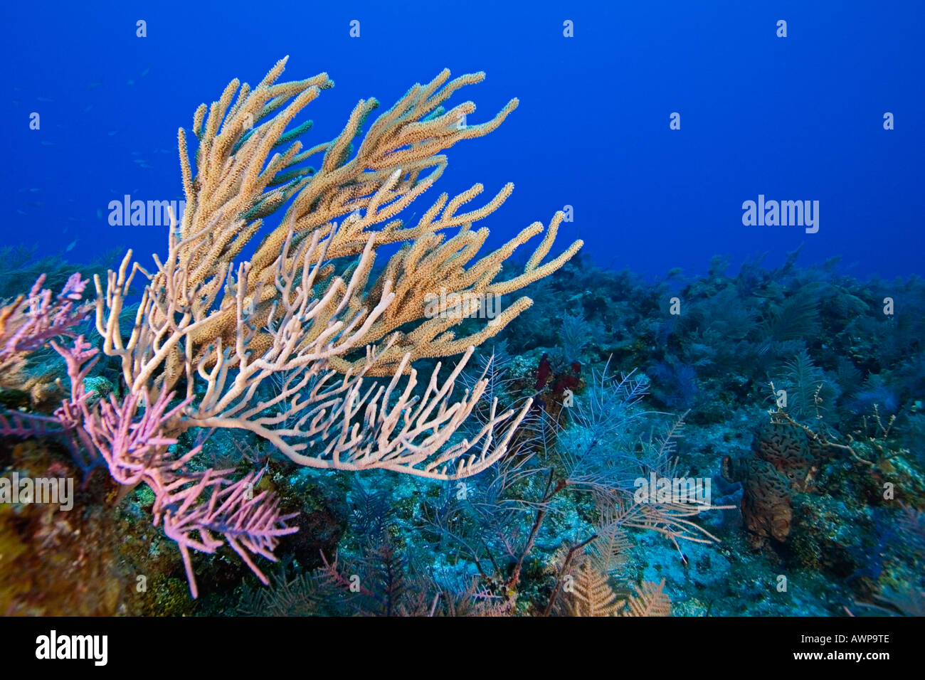 Sea Rods and Sea Plumes Gorgonians coral reef West End Grand Bahamas ...