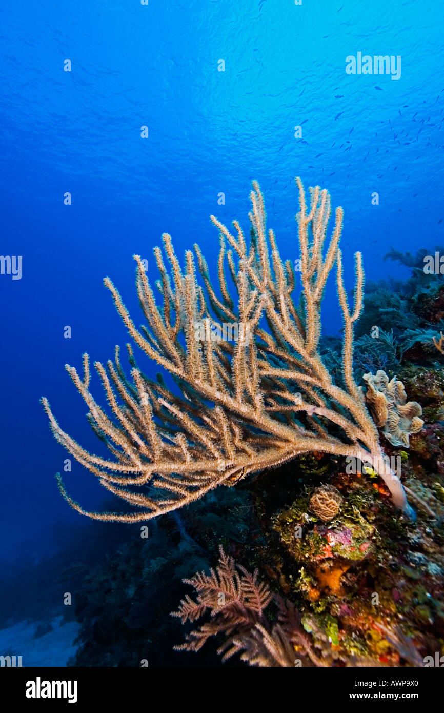 Sea Rod Coral Botanical