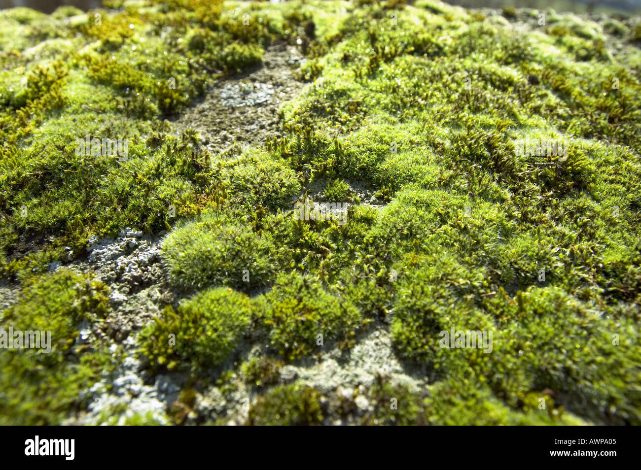 Green moss smooth nice moss plants hi-res stock photography and images ...