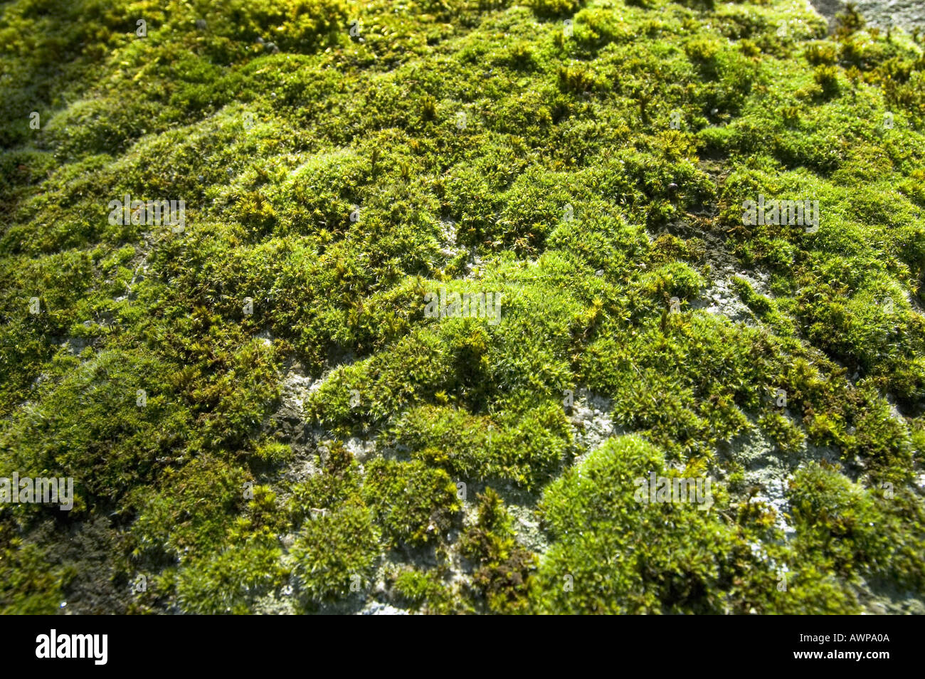 Green moss smooth nice moss plants hi-res stock photography and images ...