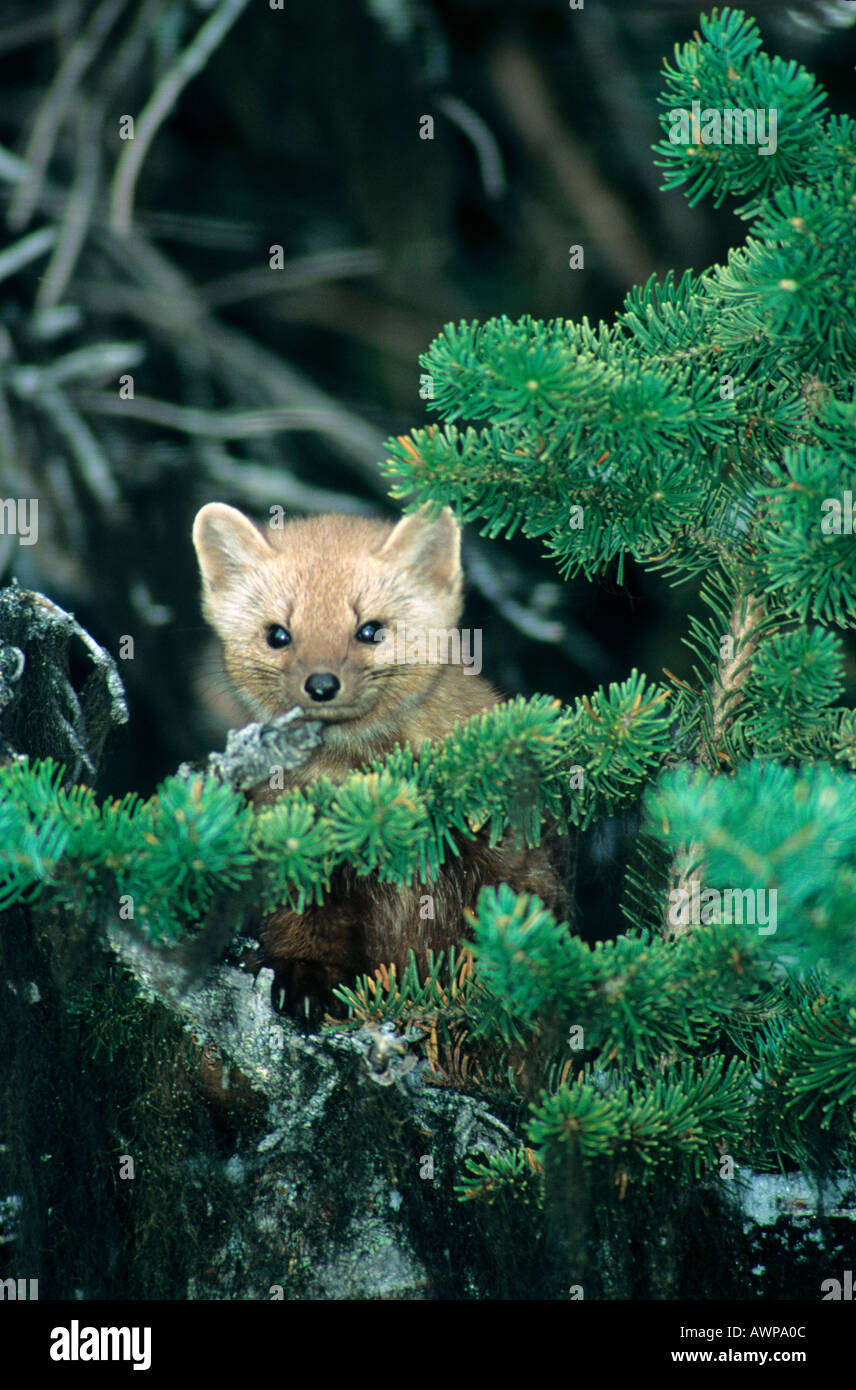 American Pine Martin High Resolution Stock Photography and Images - Alamy