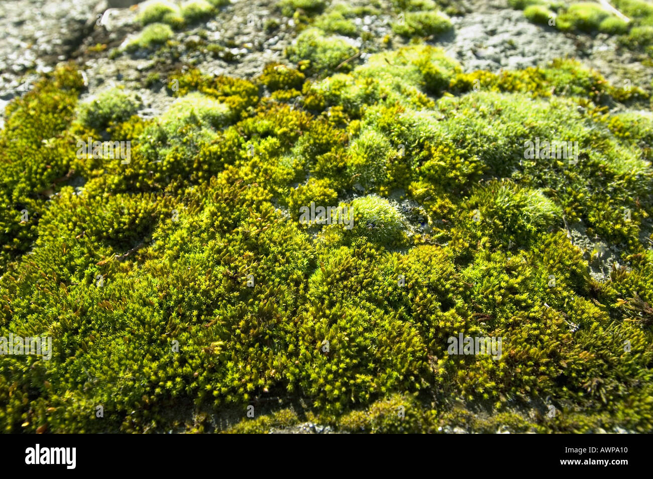green moss on stone Stock Photo - Alamy