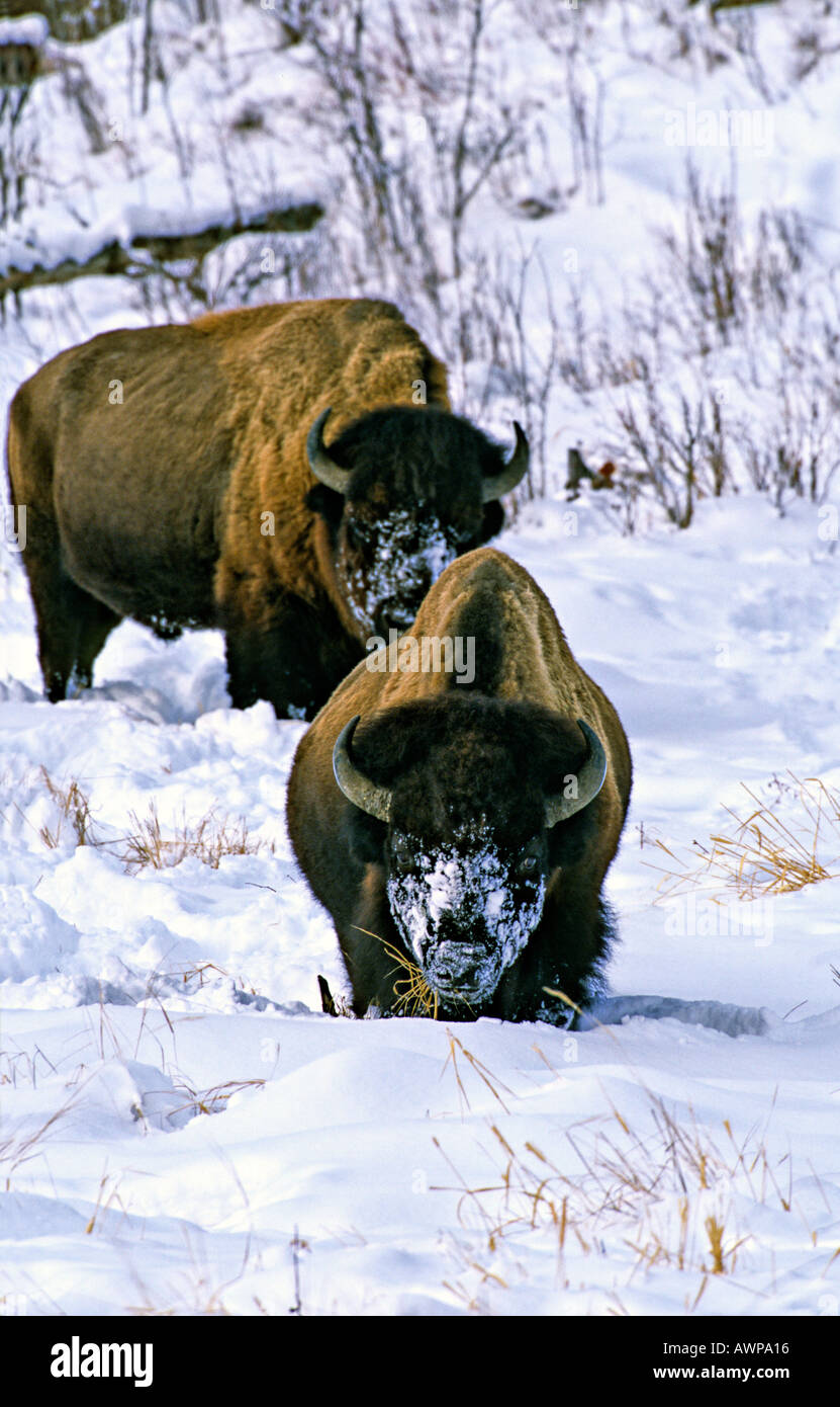 Bison in the snow Stock Photo - Alamy