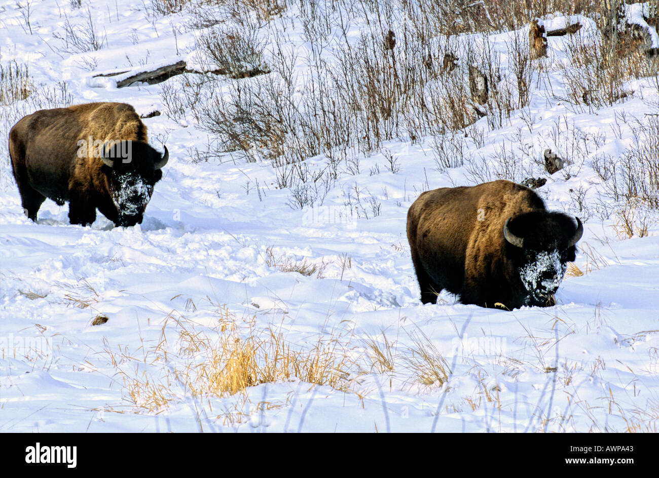 Snow covered face bison buffalo hi-res stock photography and images - Alamy