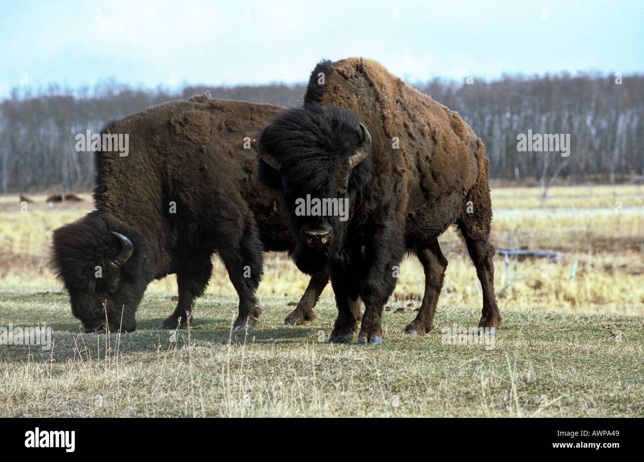 American bison mature male hi-res stock photography and images - Alamy