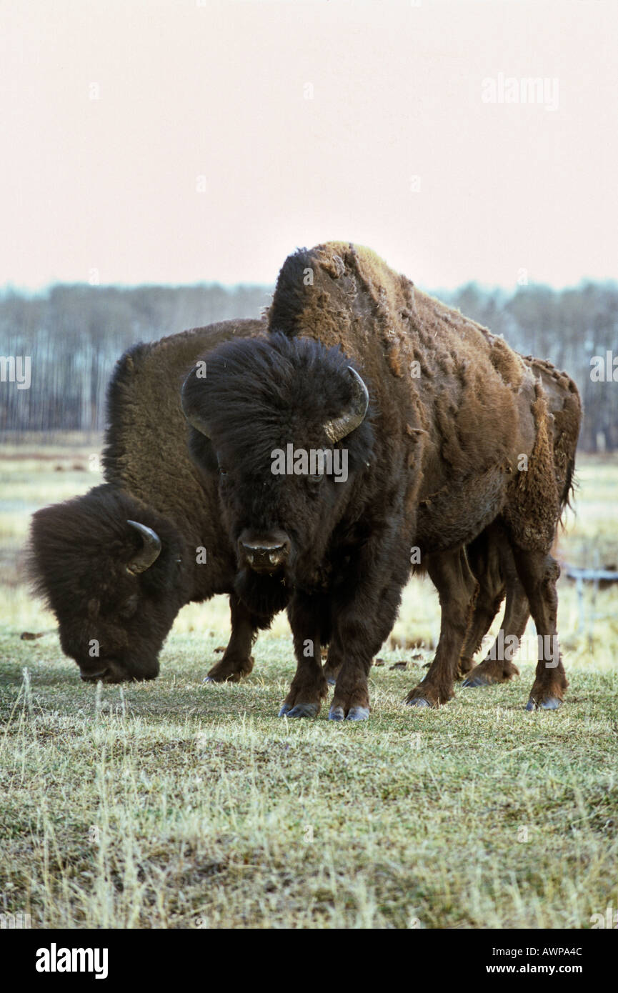 American bison full body hi-res stock photography and images - Alamy