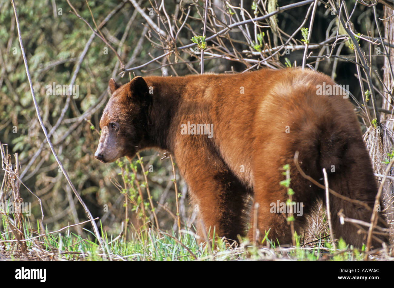 Cinnamon colored american black bear hi-res stock photography and ...