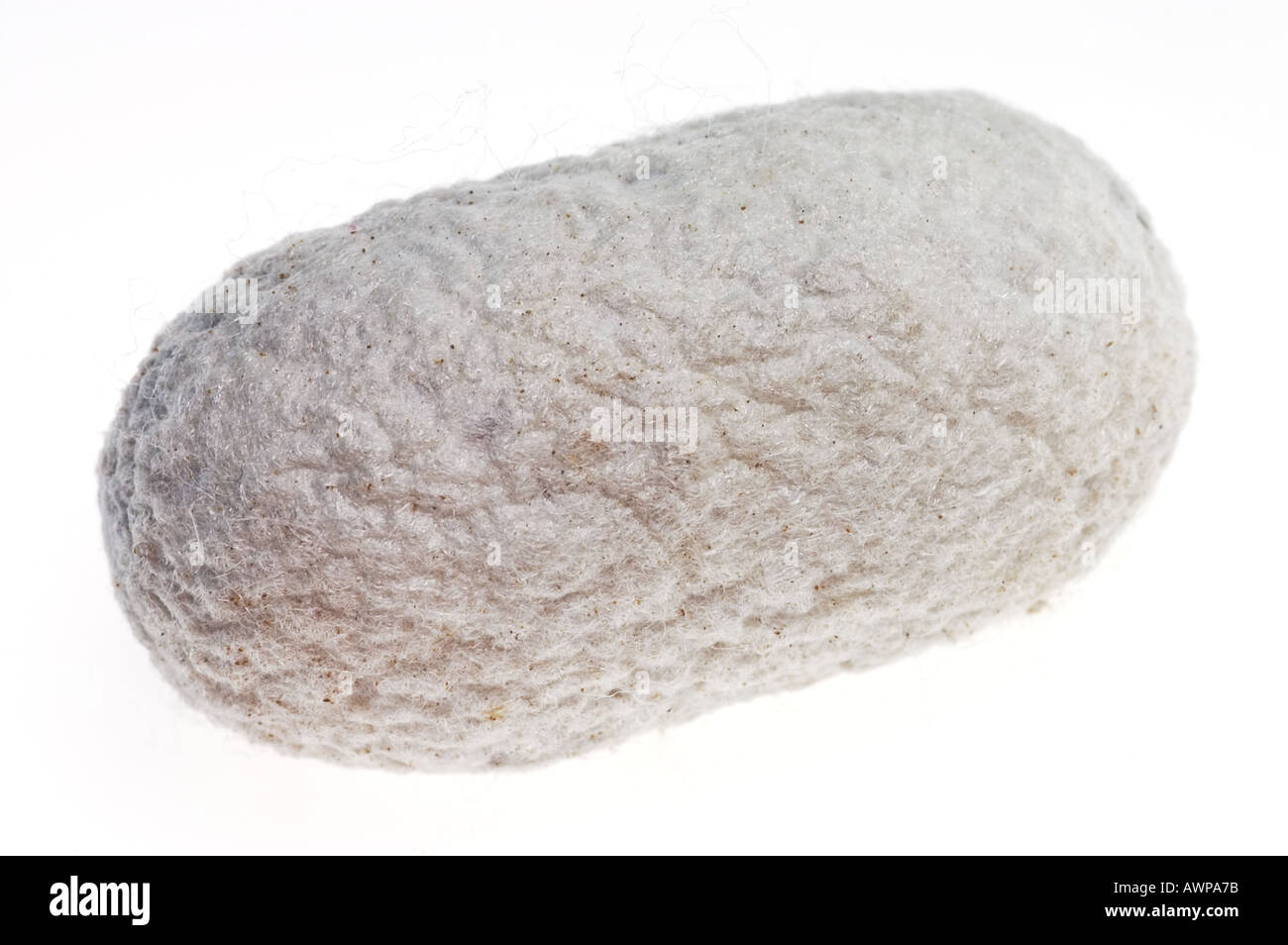 silk worm silkworm COCOON on white background Stock Photo - Alamy