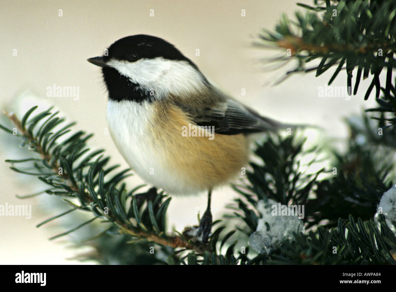 Chickadee perched in a spruce tree hi-res stock photography and images ...