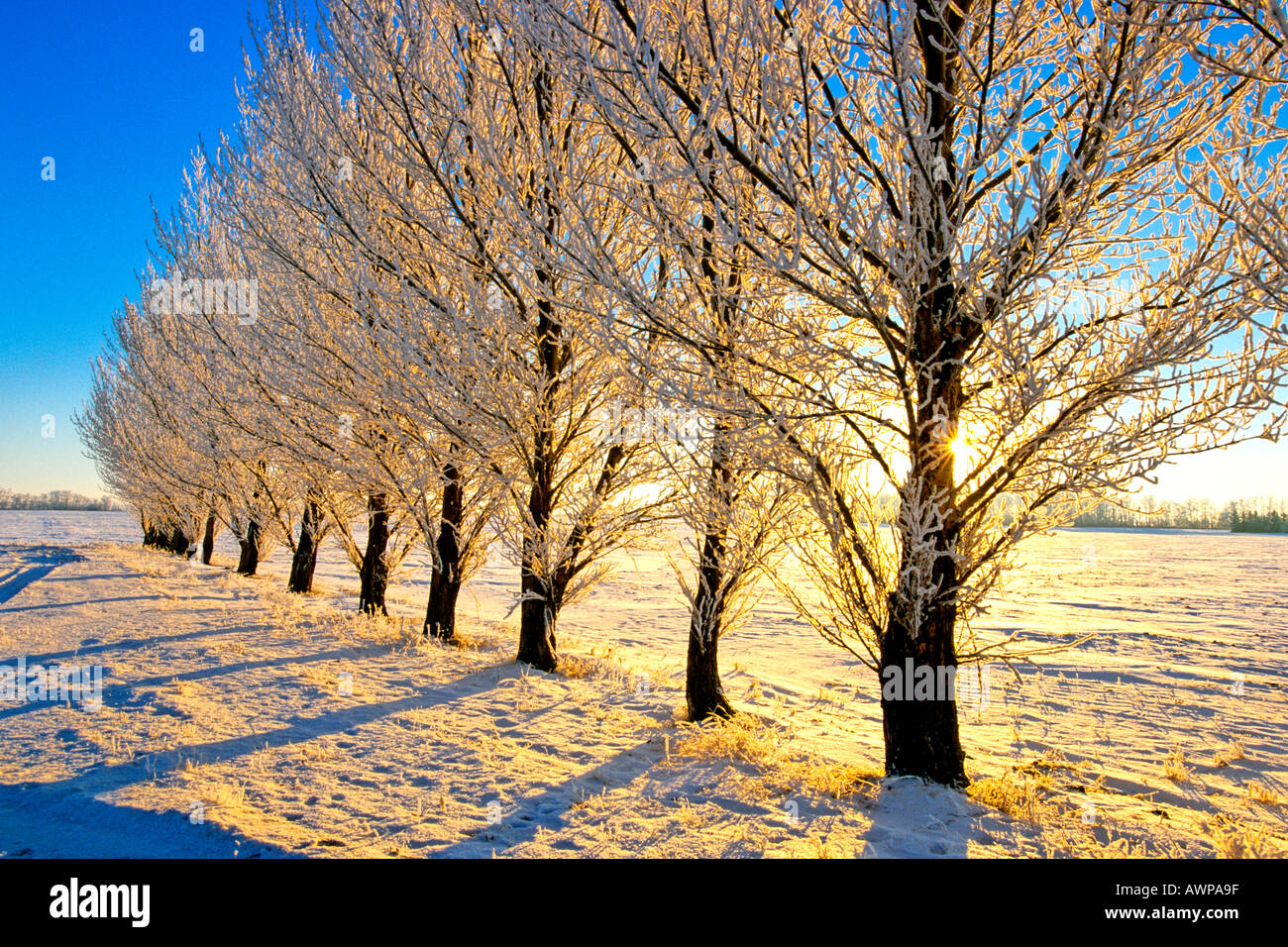 A frosted Alberta tree line Stock Photo - Alamy