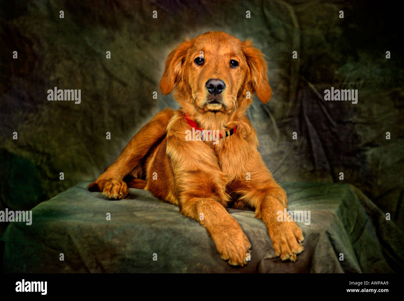 Golden Lab 1 Stock Photo - Alamy