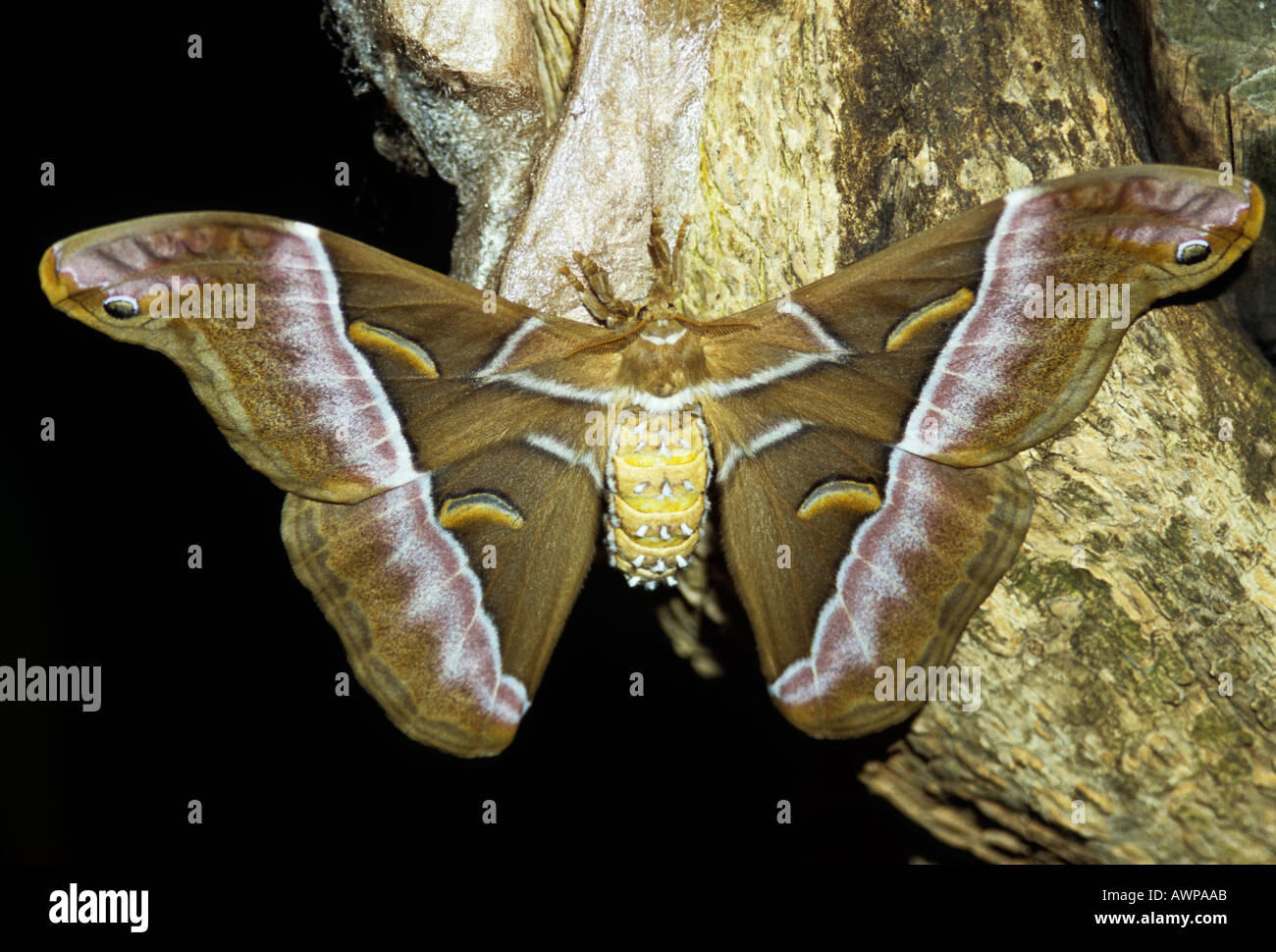Cynthia moth samia cynthia hi-res stock photography and images - Alamy
