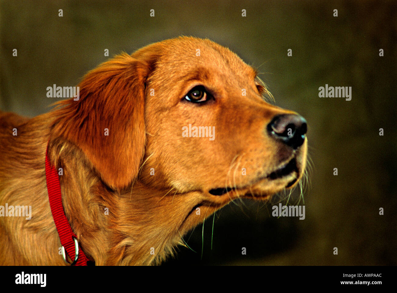 Golden Lab 2 Stock Photo - Alamy