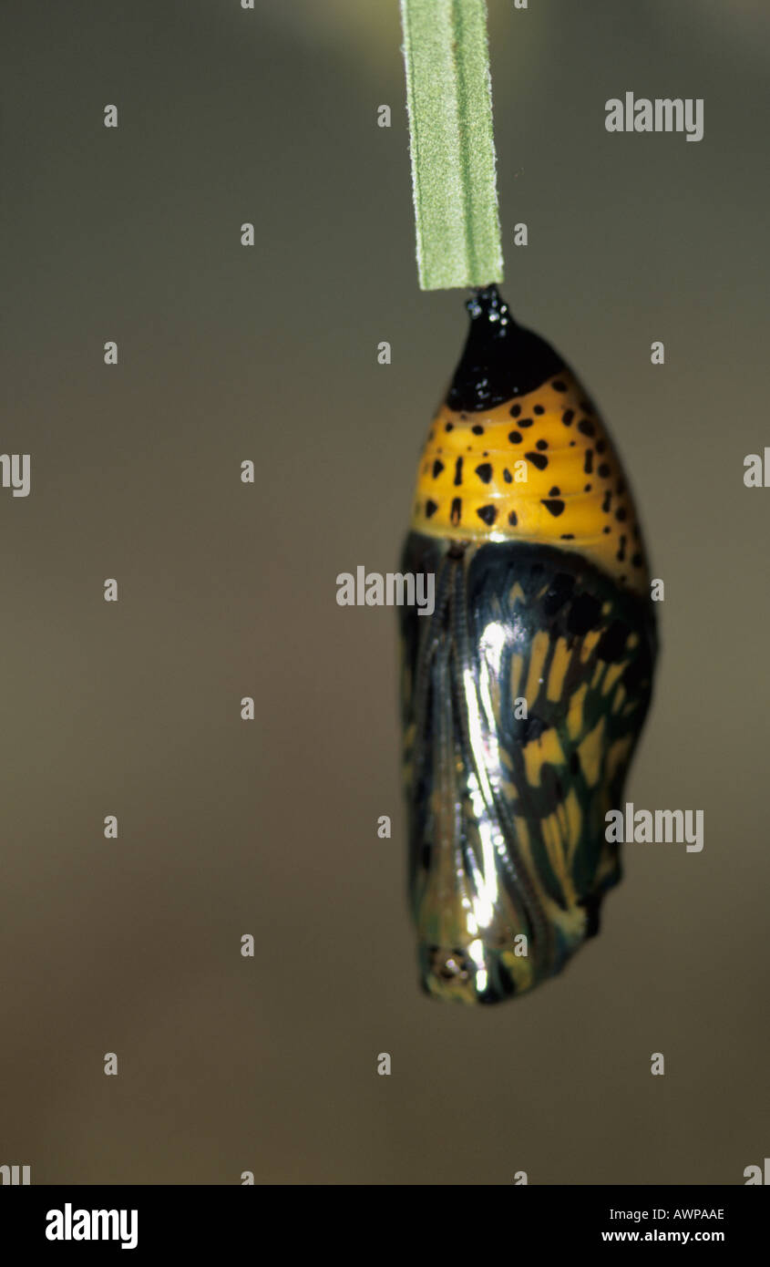 Chrysalis Butterfly High Resolution Stock Photography and Images - Alamy
