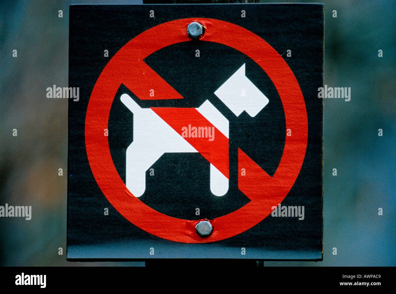 No Dogs sign Stock Photo - Alamy