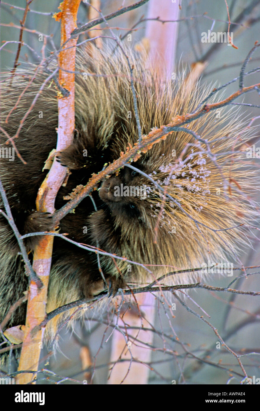 Porcupine tree bark hi-res stock photography and images - Alamy