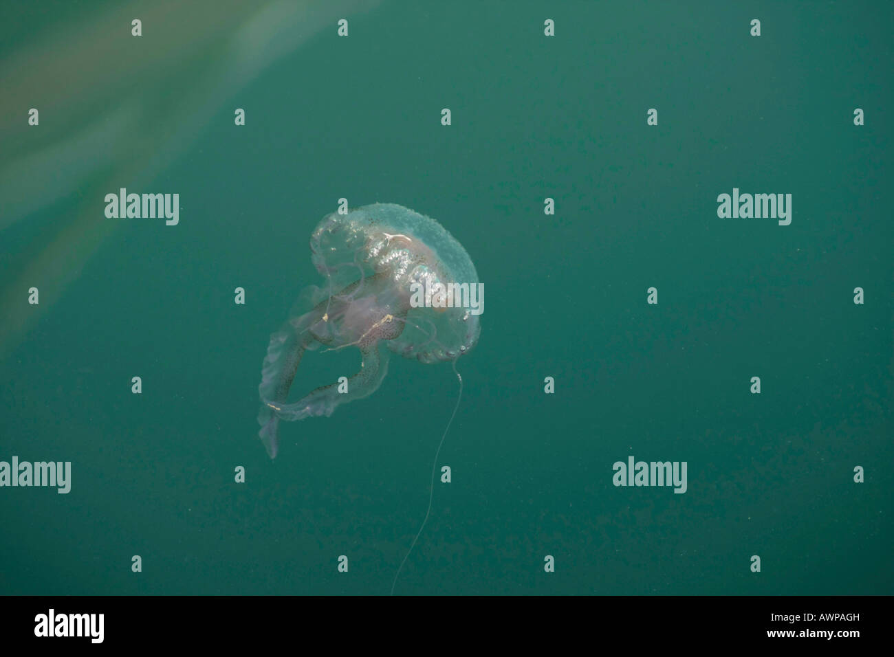 Cnidaria jellyfish hi-res stock photography and images - Alamy