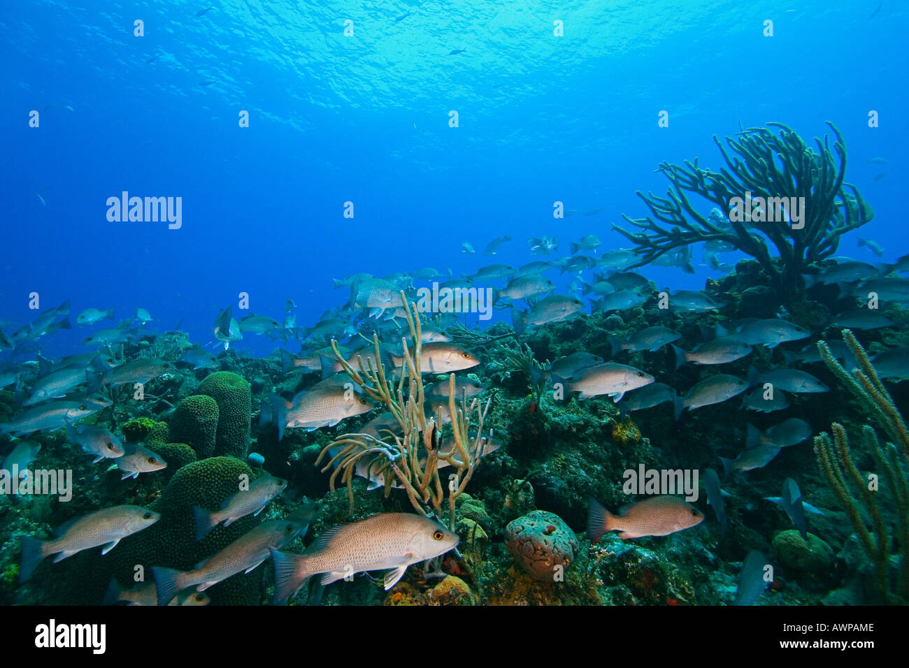 Caribbean school of snappers hi-res stock photography and images - Alamy