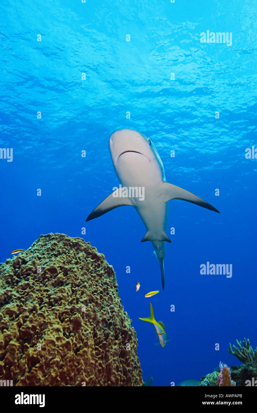 Caribbean Reef Shark, Carcharhinus perezi, swimming over Giant Barrel ...